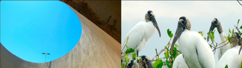 Toda la noche se oyeron pasar pájaros | El tiempo en las cosas II ...